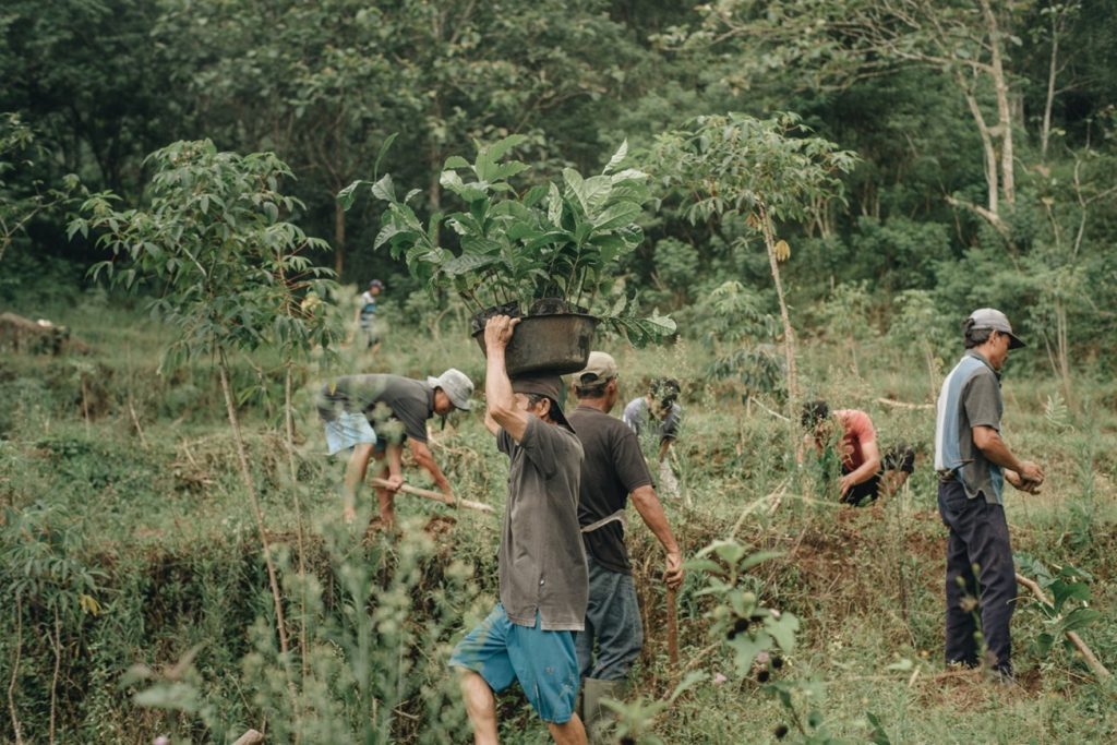 FAPERTA UGM HIJAUKAN GUNUNG GAMBAR DENGAN KOPI ROBUSTA – Fakultas Pertanian
