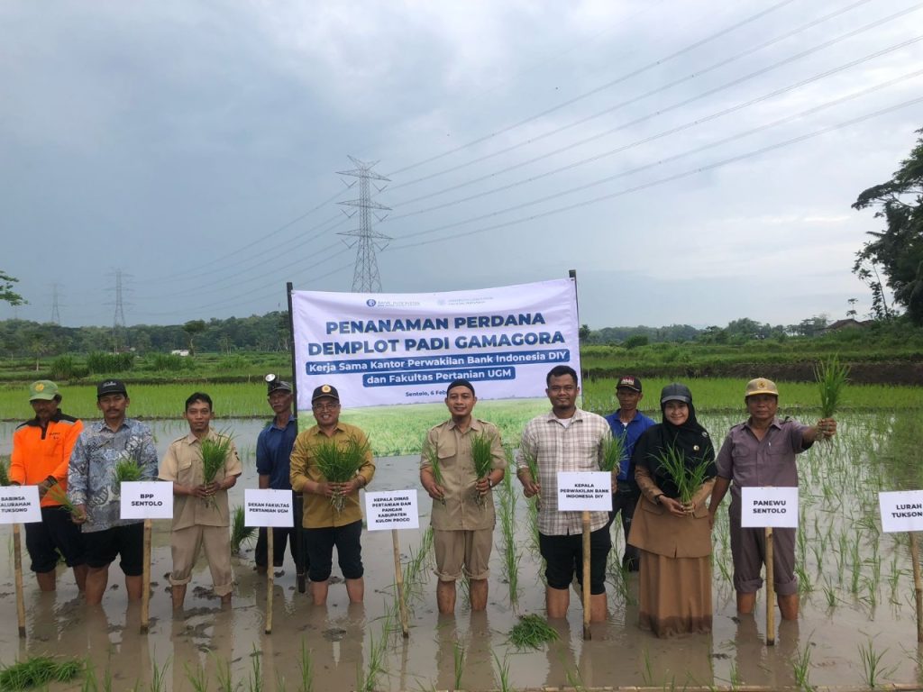 Bank Indonesia DIY dan Fakultas Pertanian UGM Lakukan Penanaman Perdana ...