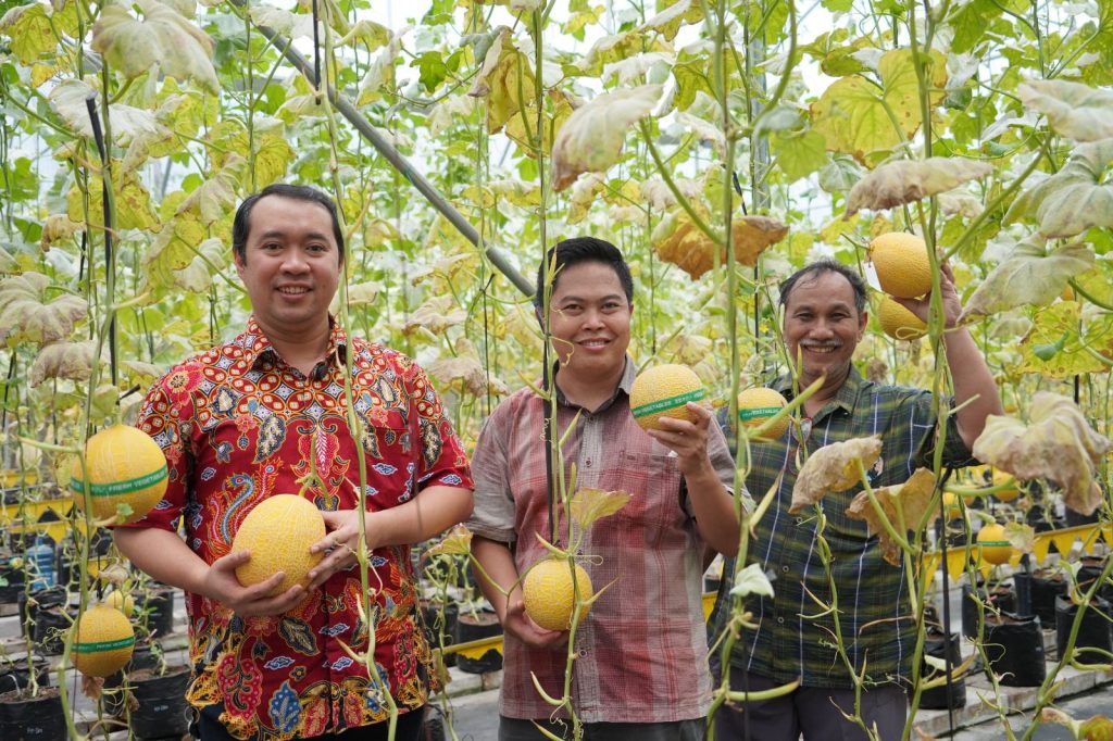 Panen Inovasi! Faperta UGM Gandeng Santri Madania Hasilkan Melon Super ...