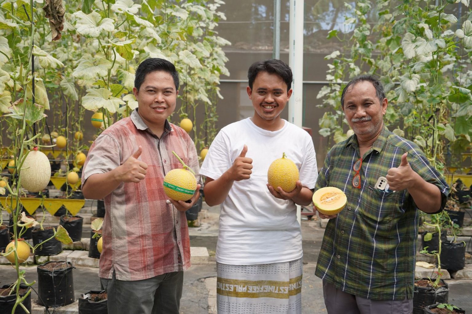 Panen Inovasi! Faperta UGM Gandeng Santri Madania Hasilkan Melon Super Manis hingga 19 Brix ...